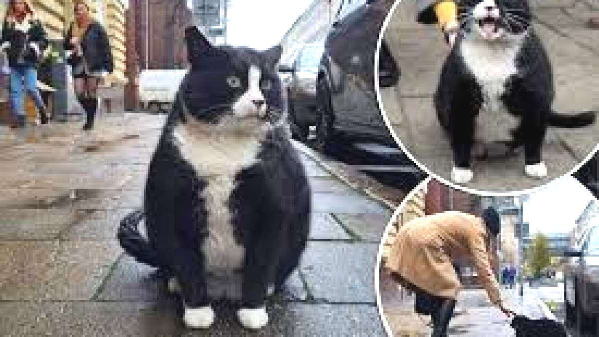 Gacekแมวอ้วน