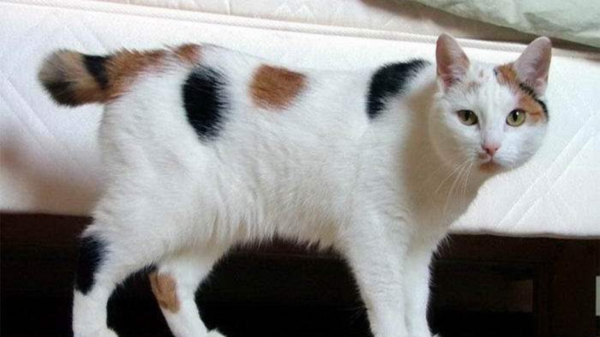 Japanese Bobtail