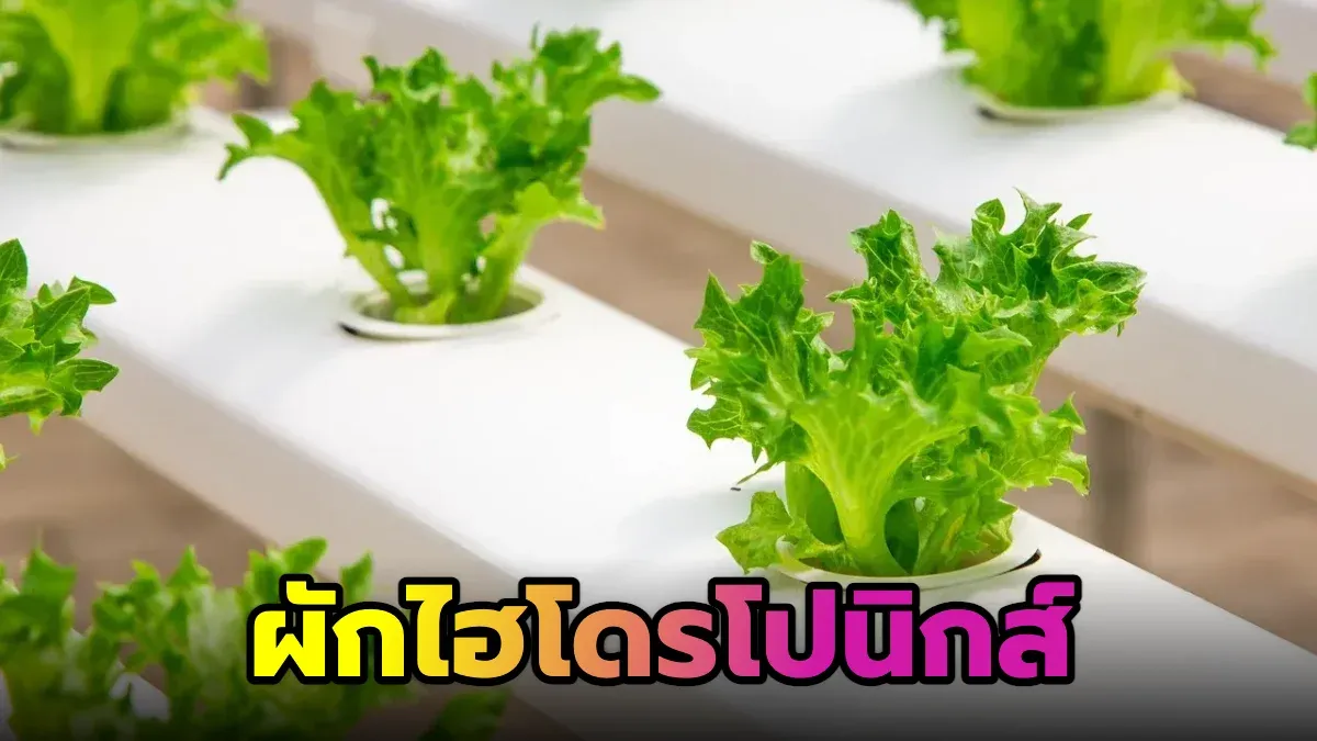 วิธีปลูกผัก