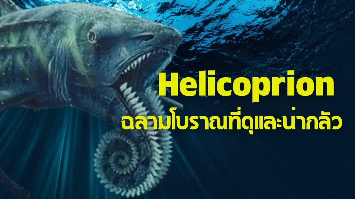 Helicoprion