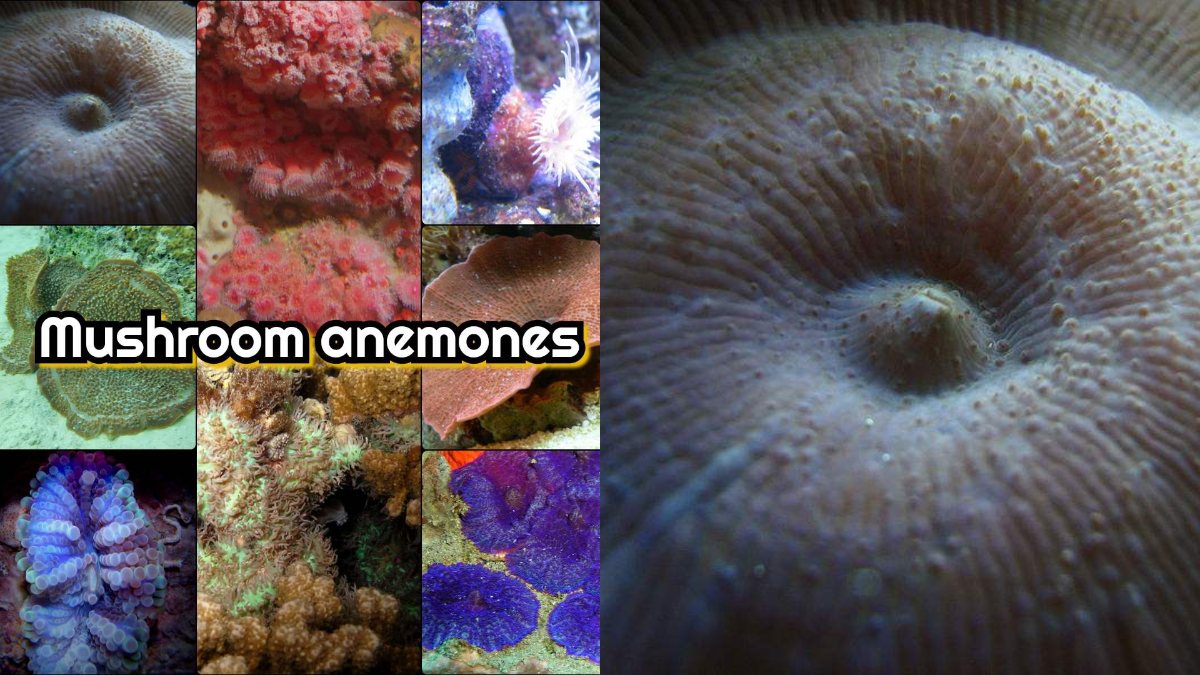 Mushroom anemones