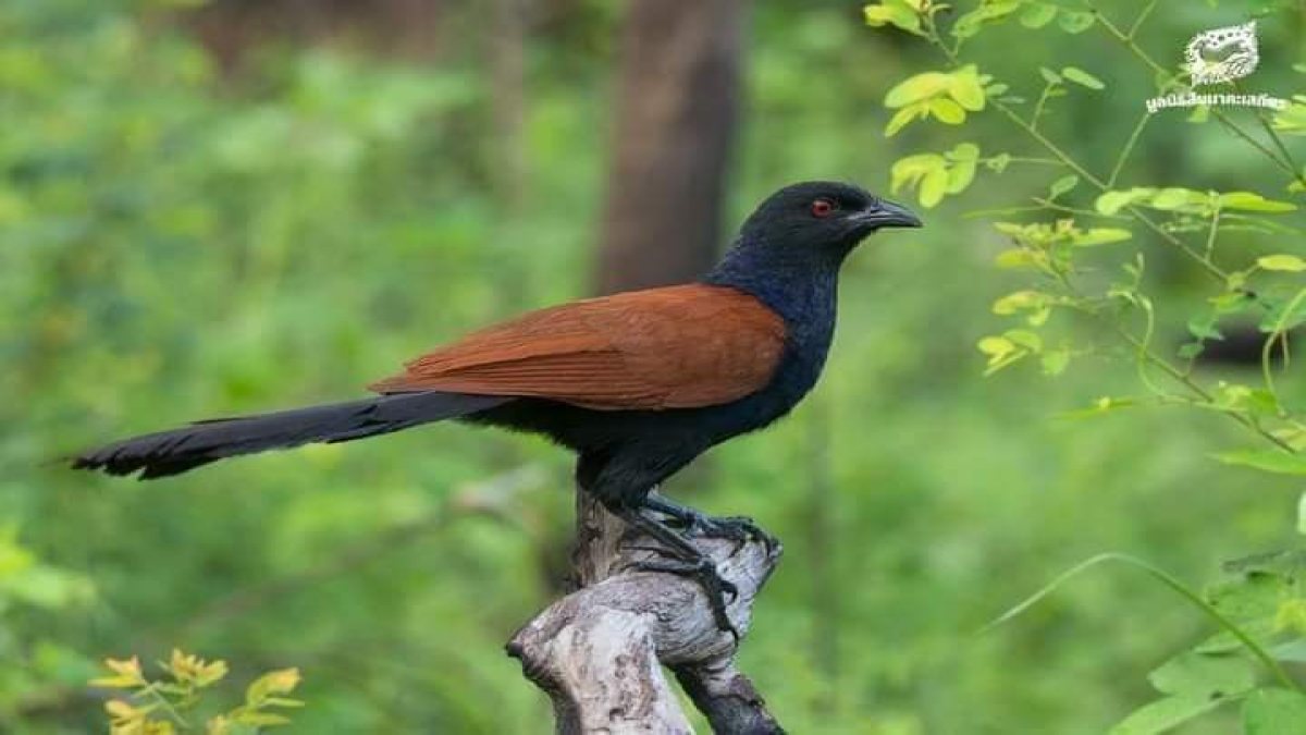 นกกะปูดตาแดง